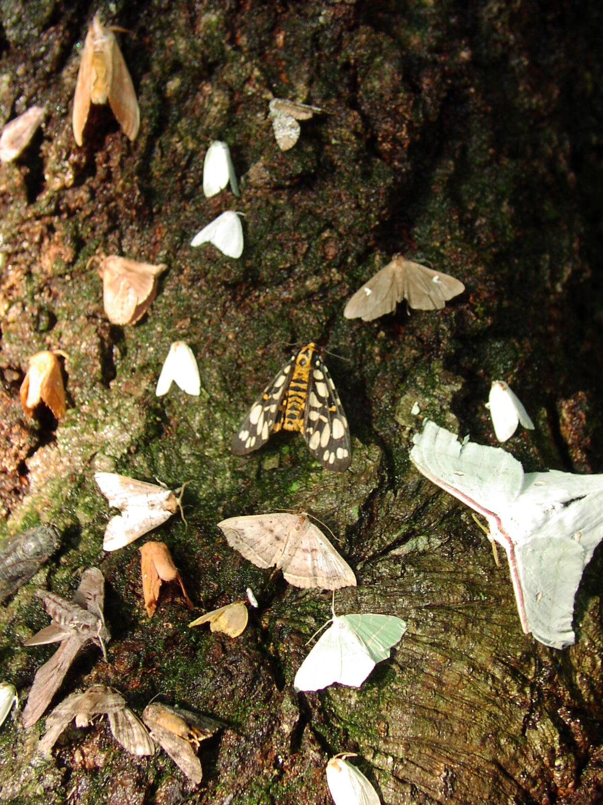 Breath Between Shadow and Light - Collins & Goto Studio